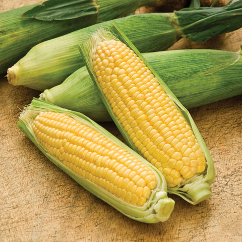 The Sweetest Corn in the World! Mini Mirai 003 Sweet Corn Seeds ...